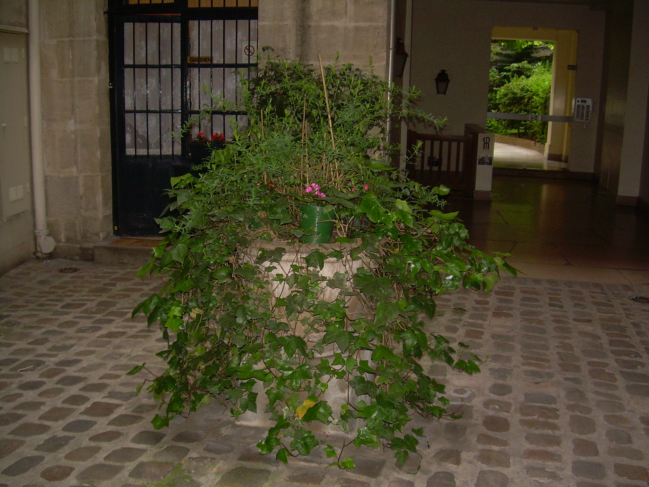 Paris. plant in the courtyard to daniele’s apt. | Atypical 60