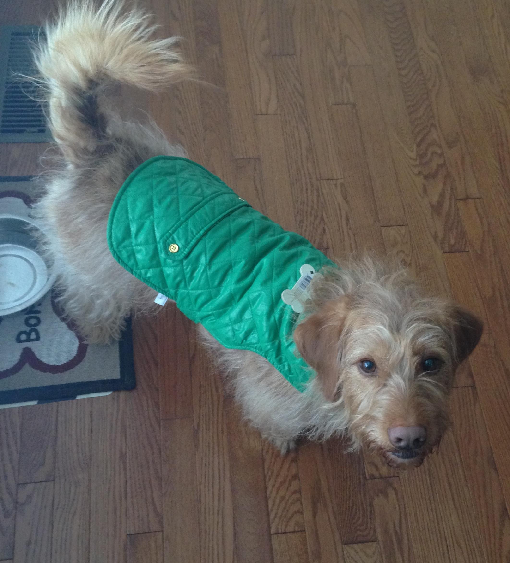 Chippy in puffer vest | Atypical 60