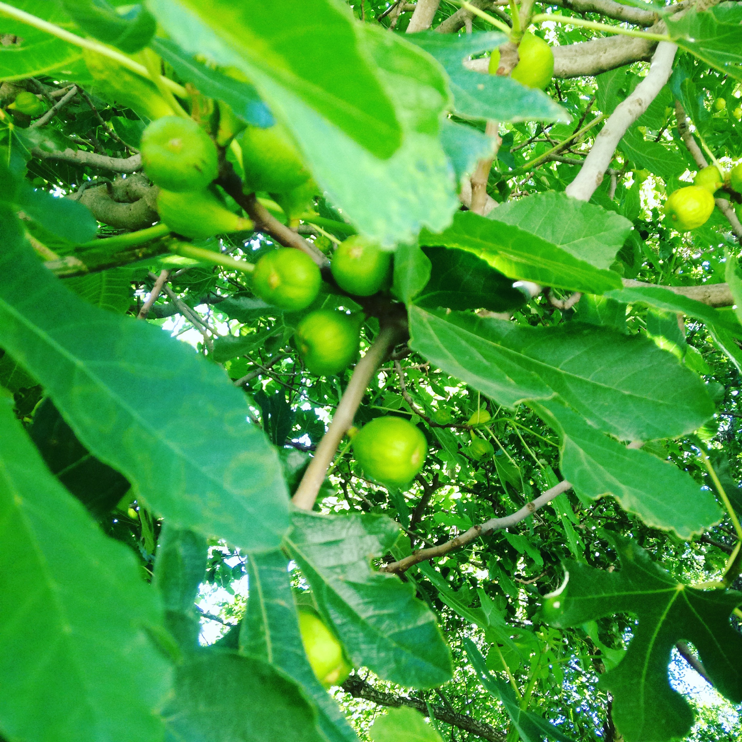 Collobrieres. Fig trees in the wild. | Atypical 60