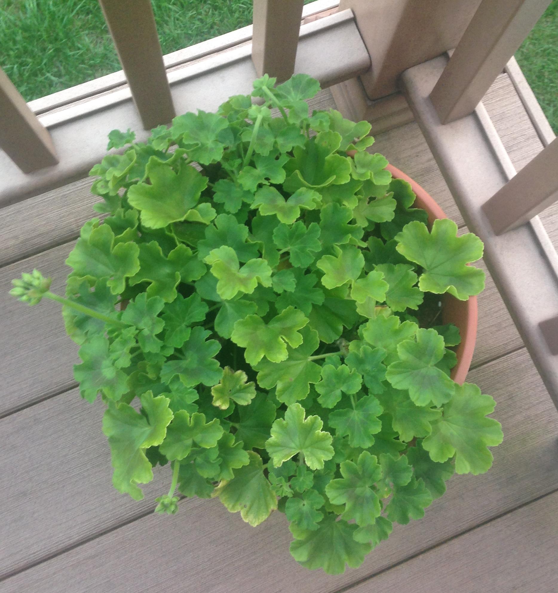 the-geraniums-are-becoming-dormant | Atypical 60